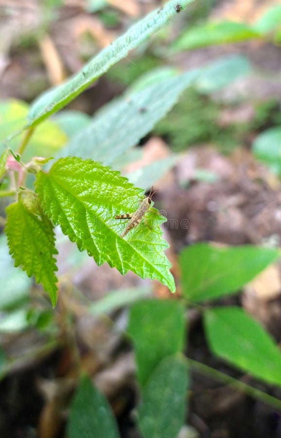Small Locusts Found on the Leaves of the Weeds Stock Image - Image of ...