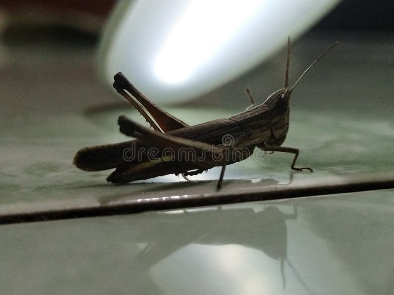 Small locusts in the house stock photo. Image of arachnid - 222060176