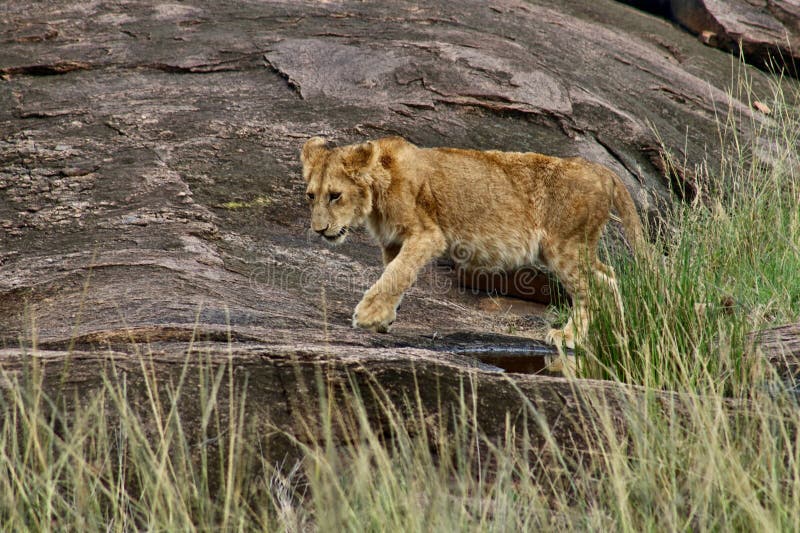 Small Lone Lion Walking on Top of a Large Rock Stock Photo - Image of ...