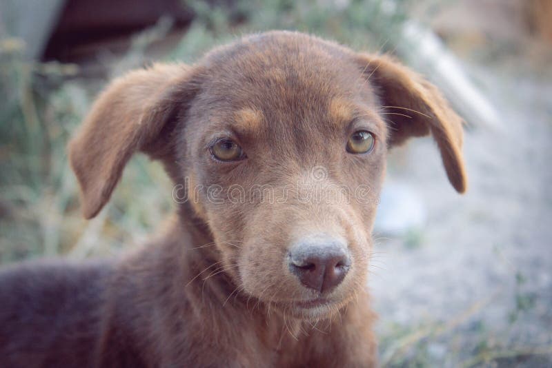 Small Lonely Dog with Sadness Looks Stock Image - Image of chocolate ...