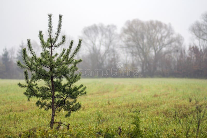 Small Lonely Pine Tree Standing on Field in Foggy Weather Stock Photo ...