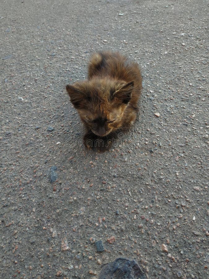 Small lonely sad kitten 2 stock image. Image of cute - 124206447