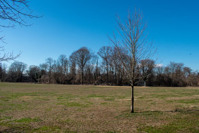 Large Dead Tree Branches Laying Stock Image - Image of philadelphia ...