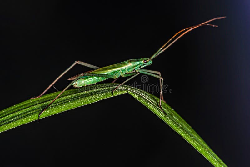 A Small, Long-legged Green Insect Sits on the Fold of a Green Stalk of ...