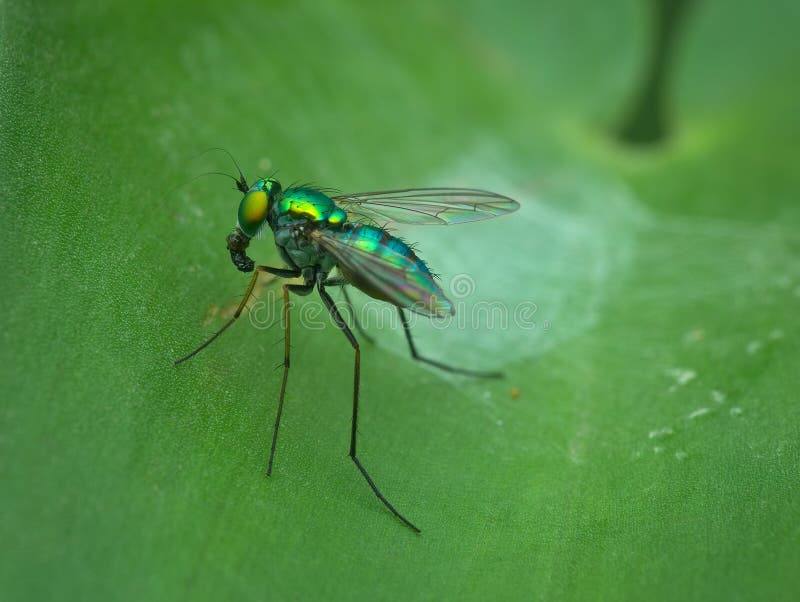 Small Long Legs Fly is Eating Its Prey on a Leaf Stock Photo - Image of ...