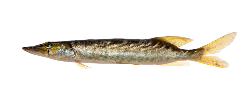 Small Long Pike Fish Stock Photos - Free & Royalty-Free Stock Photos ...