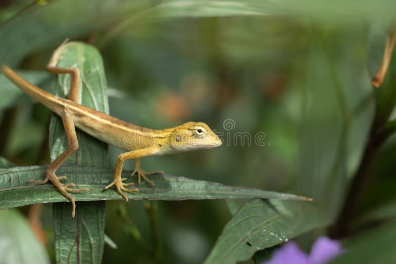 Small Long Tailed Lizard on a Tree. Stock Photo - Image of asian, close ...