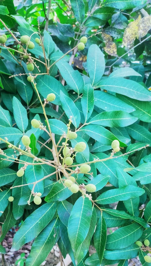 The small longan fruit stock image. Image of greenleaf - 302537341