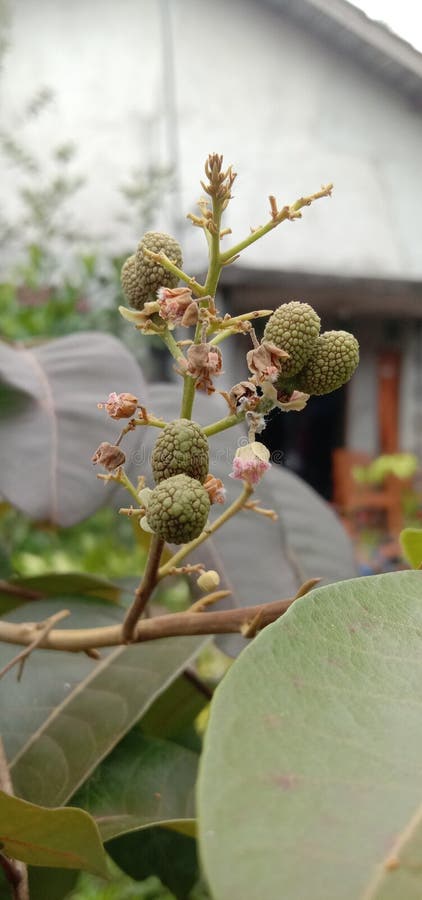 Small Longan Fruit in the Yard of the House Stock Photo - Image of leaf ...