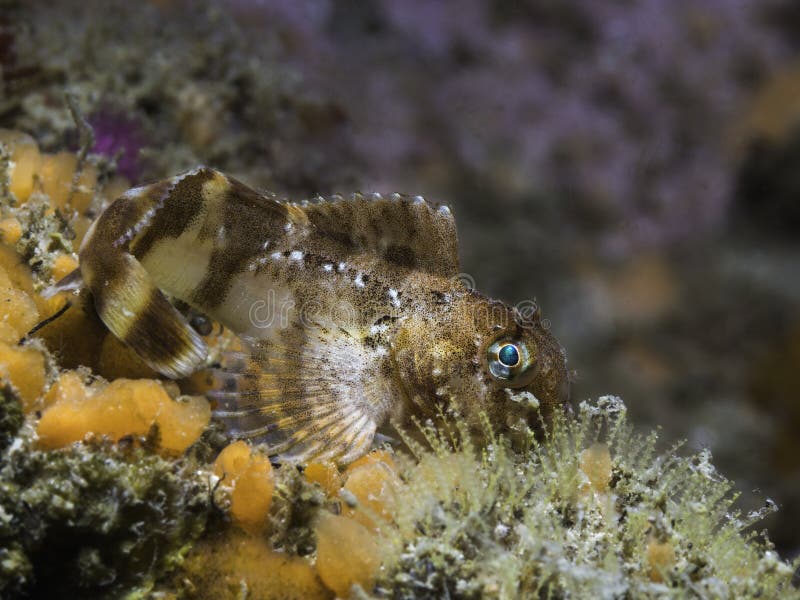 A Small Looseskin Blenny (Chalaroderma Capito) Fish Stock Image - Image ...