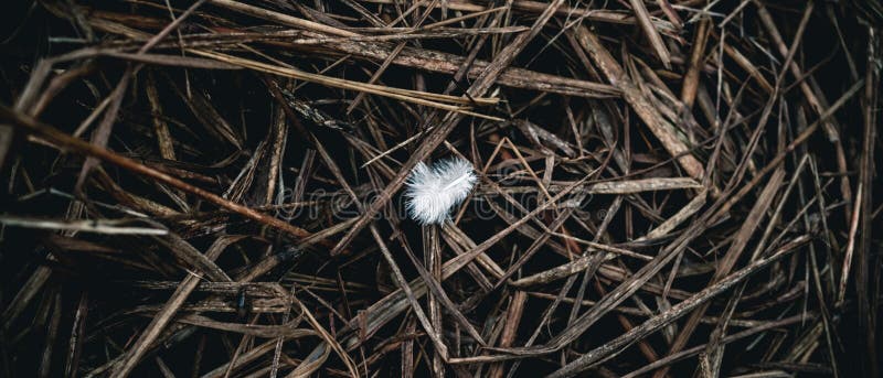 Small Lost White Feather Closes Up on Top of a Stack of Hay in a Paddy ...