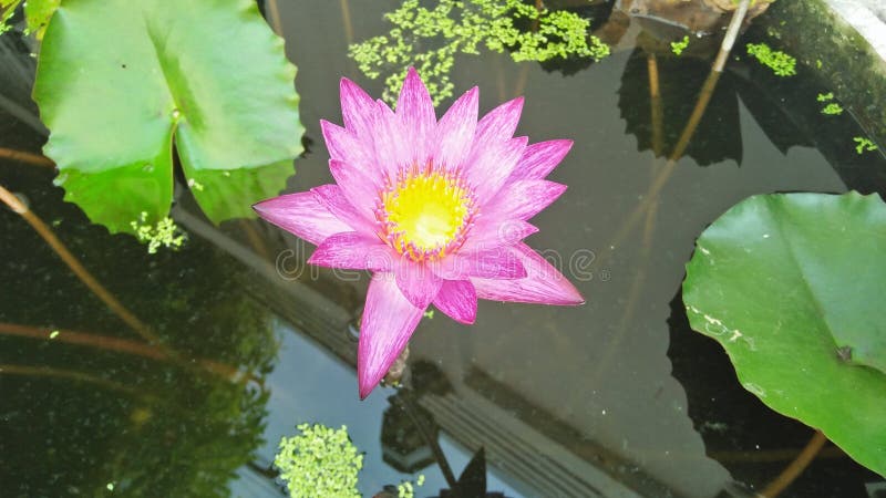 Small Lotus Leaf Floating stock image. Image of closeup - 258132449