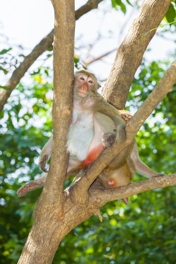 Lovely monkey stock photo. Image of straight, eating - 79805892