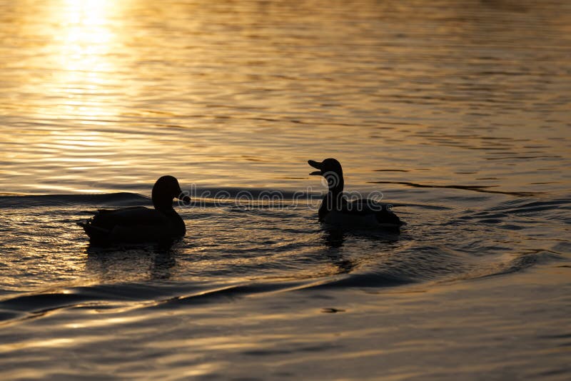 Small low wild ducks stock photo. Image of sunrise, river - 223216278