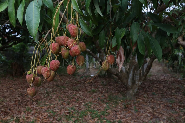 Small Lychee Cluster on Branch in Quiet Orchard Setting Stock Photo ...