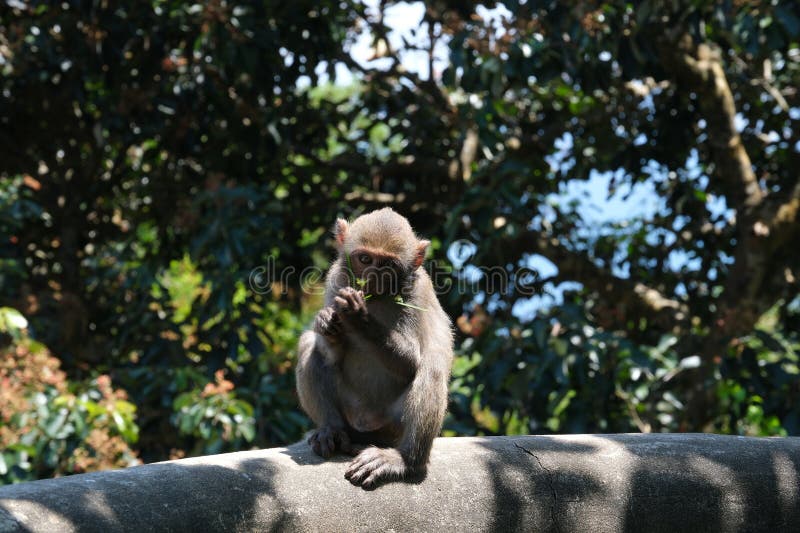 A Monkey is Eating Beans is on the Tree. Stock Photo - Image of monkey ...
