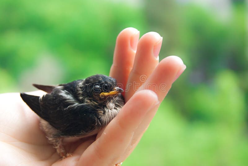 Small magpie stock photo. Image of birdhouse, wings, birdie - 10229512
