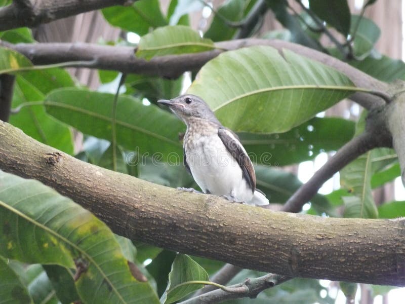 Small Magpie Bird Sitting on a Tree Stock Photo - Image of beak, leaf ...