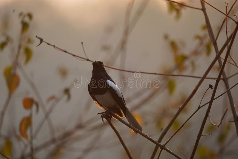 Small Magpie is Perched Atop a Leafy Tree Branch Stock Photo - Image of ...