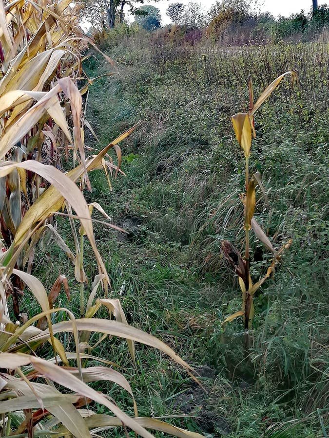 Front of Maize Harvester, Cutting Maize with Cloudy Sky Stock Photo ...