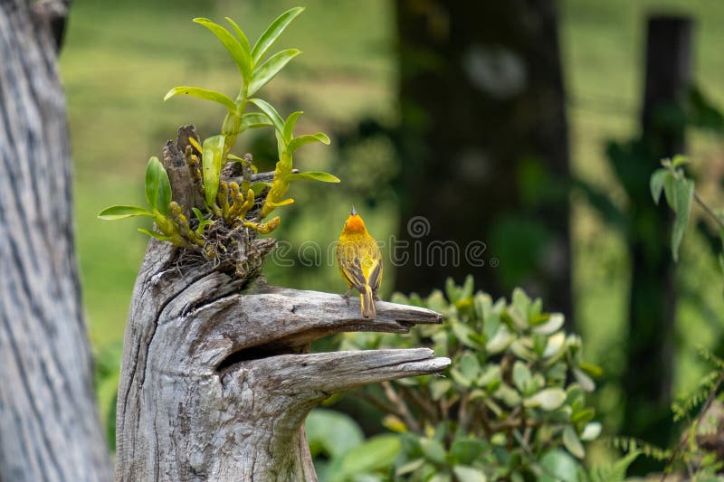 Small Male Figure on the Capital Stock Photo - Image of details, male ...