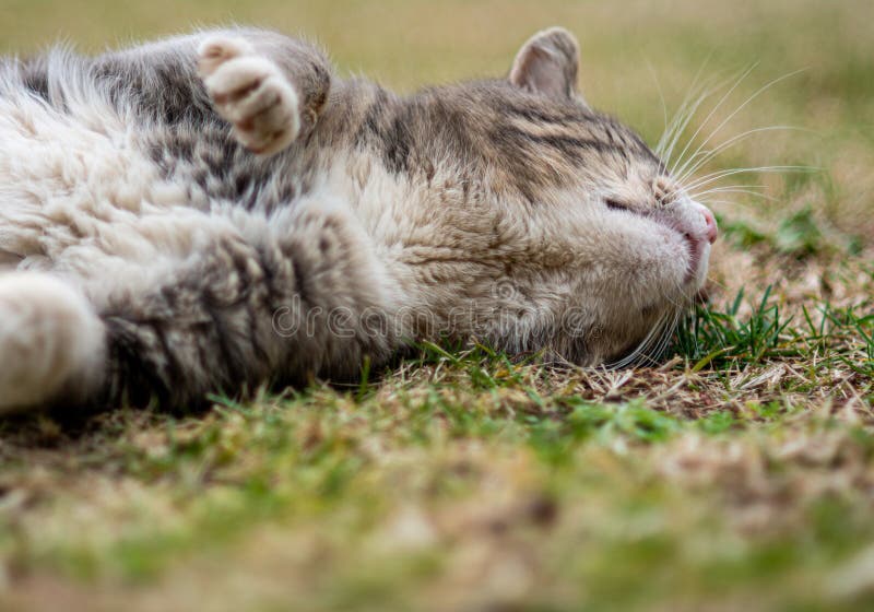 The Small Male Cat Enjoys Lying on the Grass Stock Image - Image of ...