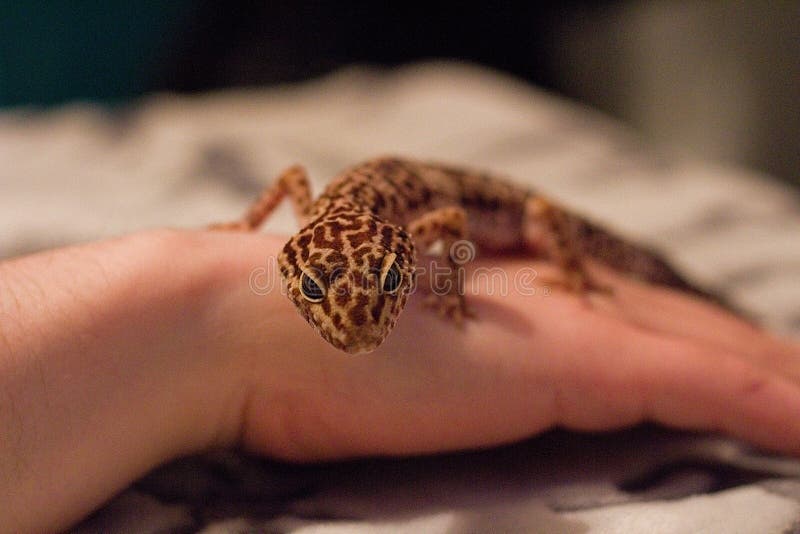 Spotted Leopard Gecko Up Close on Hand Stock Image - Image of lizard ...