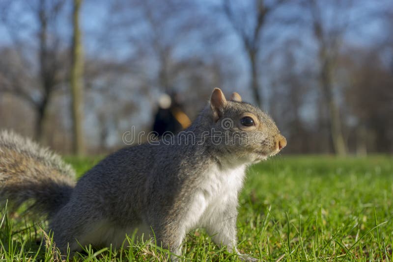 Small Mammals, Squirrel in the Tree Stock Image - Image of common ...