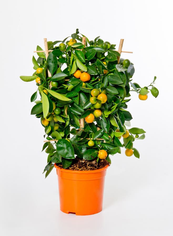 Small mandarin bush stock image. Image of garden, plant - 25154681