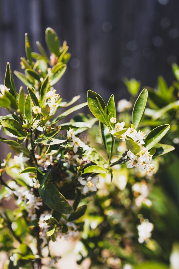 Small Mandarin Orange Tree with Flowers Stock Image - Image of ...