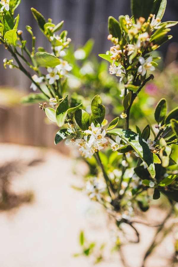 Small Mandarin Orange Tree with Flowers Stock Image - Image of branch ...