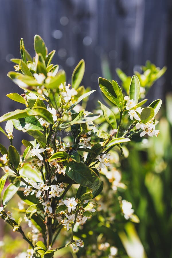 Small Mandarin Orange Tree with Flowers Stock Image - Image of green ...