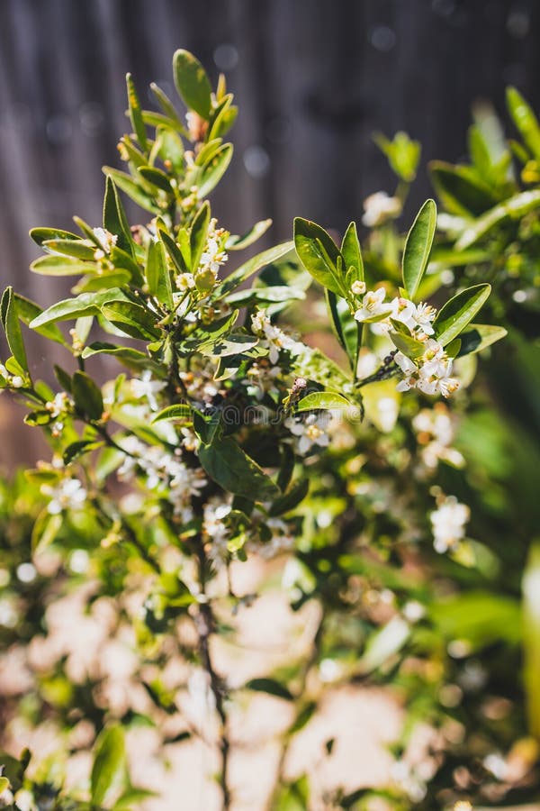 Small Mandarin Orange Tree with Flowers Stock Image - Image of botany ...