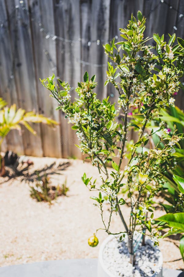 Small Mandarin Orange Tree with Flowers Stock Image - Image of ...