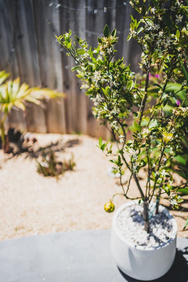 Small Mandarin Orange Tree with Flowers Stock Photo - Image of plant ...