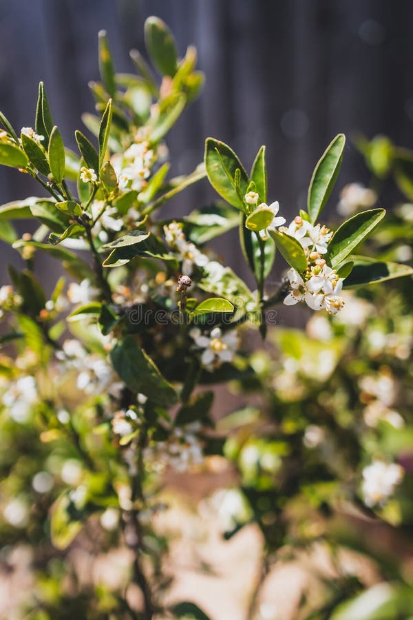 Small Mandarin Orange Tree with Flowers Stock Image - Image of back ...