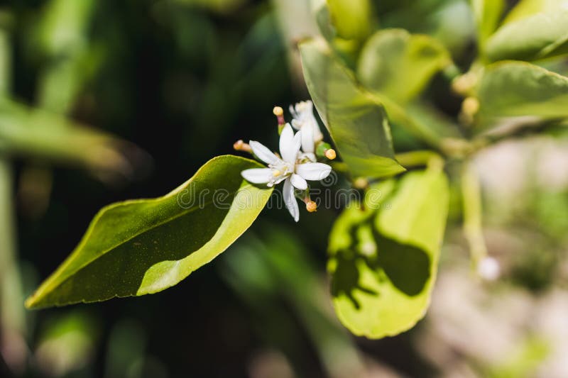 Small Mandarin Orange Tree with White Flower Stock Photo - Image of ...