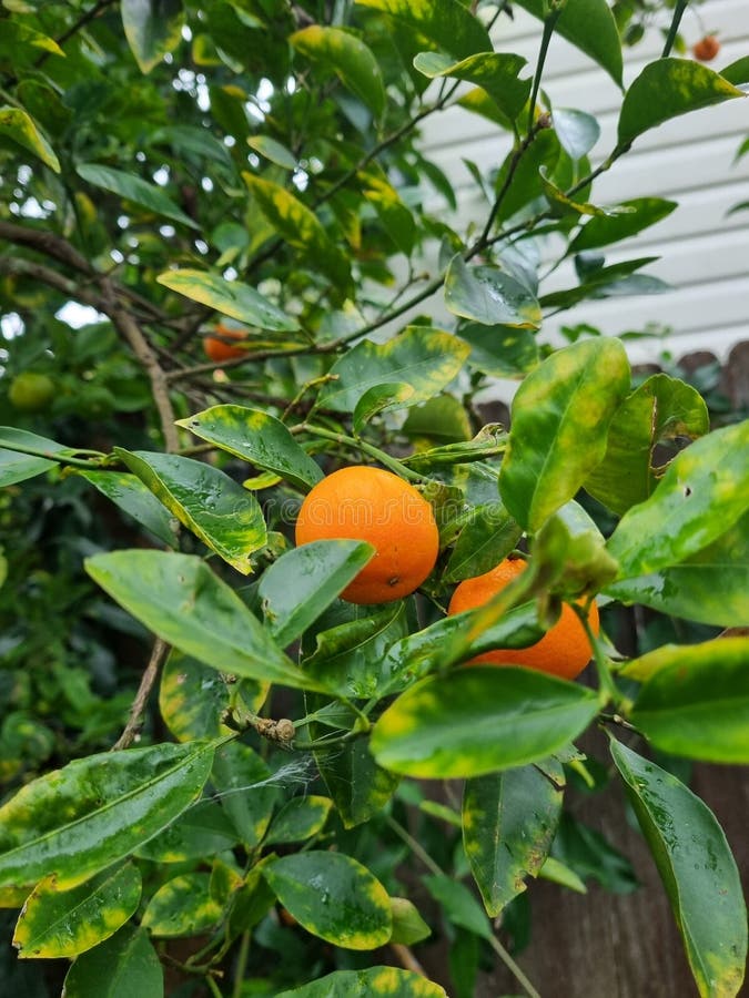 Small Mandarin Oranges on the Tree Stock Image - Image of oranges, tree ...