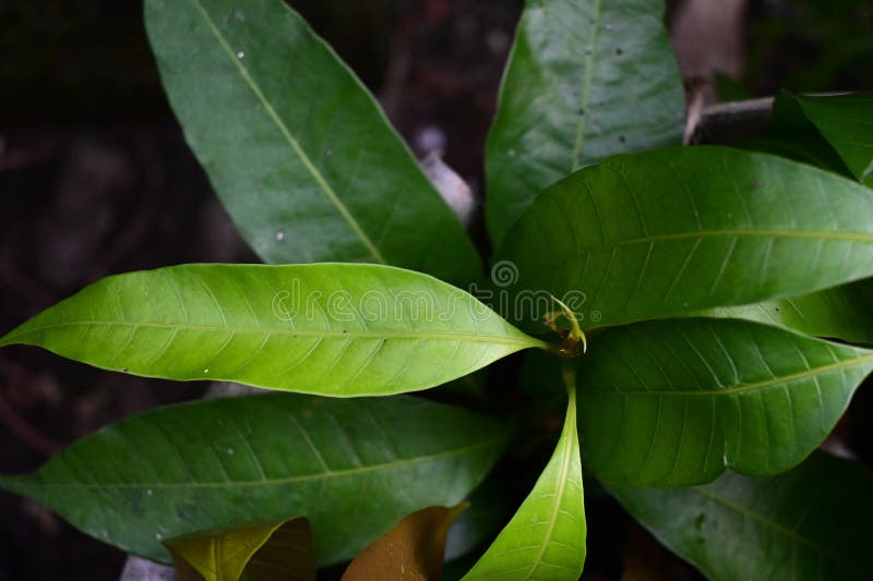 The Small Mango Tree Growing in Garden Stock Image - Image of garden ...