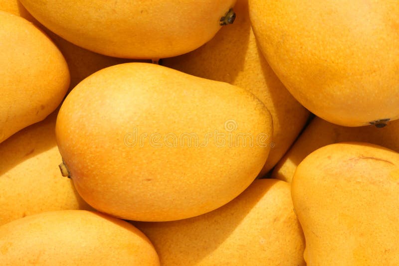 Small mango stock photo. Image of color, vivid, yellow - 13772554
