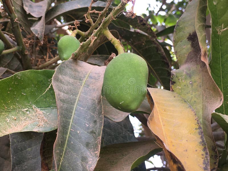 4,983 Small Mango Stock Photos - Free & Royalty-Free Stock Photos from ...