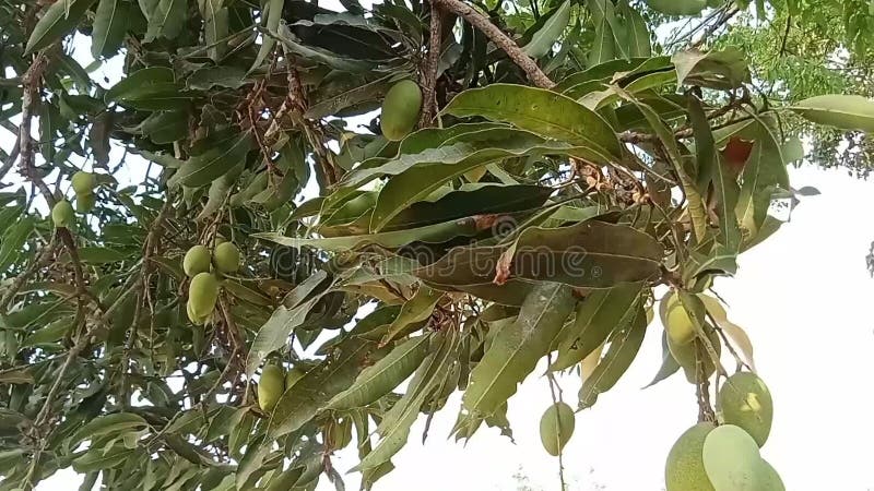 This Small Mango Fruit is Abundant Stock Video - Video of still, fruit ...