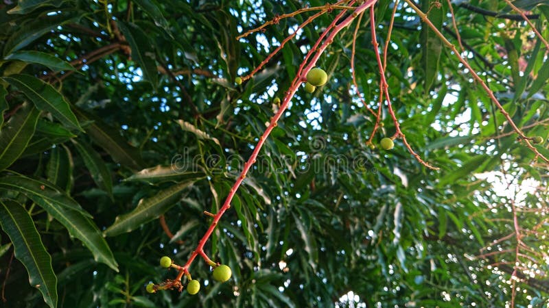 Small Mango Tree with Ripe Fruits and Glossy Green Leaves, Growing on a ...