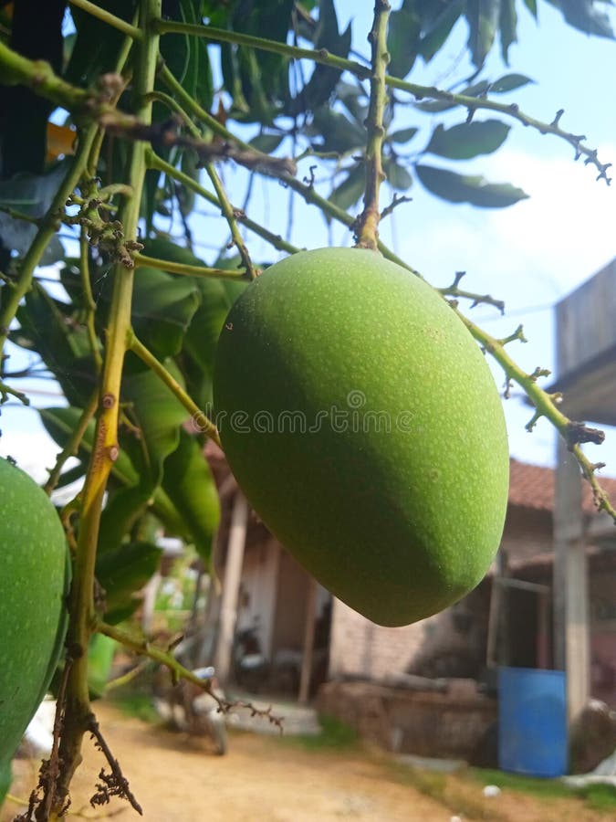 Small mango tree stock photo. Image of leafy, grow, mango - 35127046