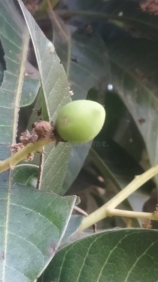 1,765 Small Mango Tree Stock Photos - Free & Royalty-Free Stock Photos ...