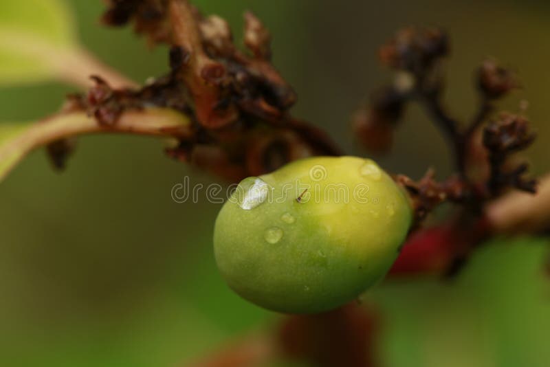 Small Mango Fruit with Water Droplets Stock Image - Image of fruit ...