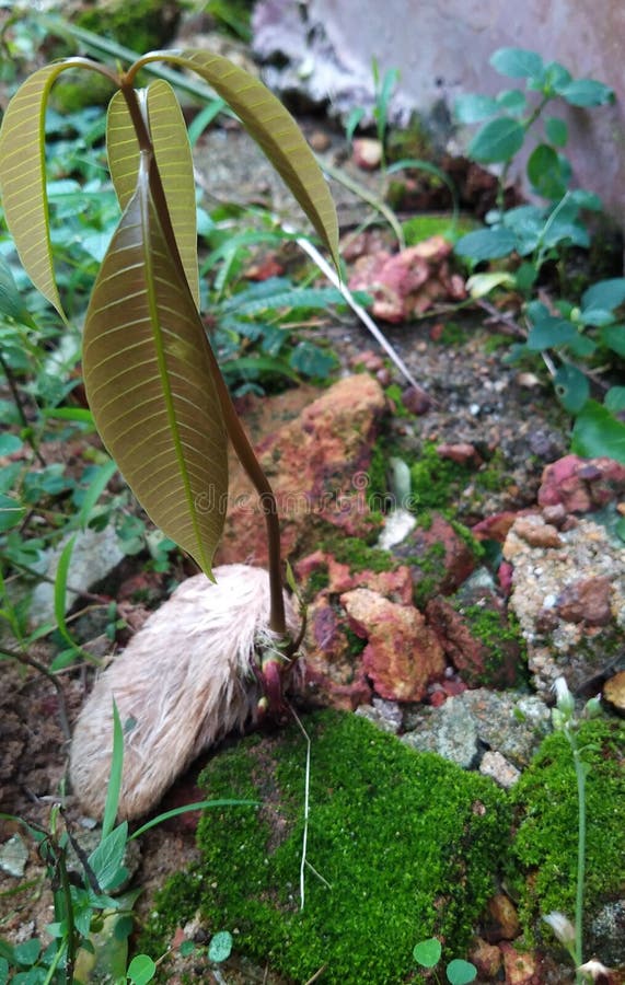 A small mango plant stock photo. Image of small, growing - 125798878