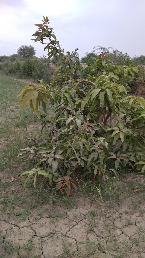 A small mango plant stock photo. Image of small, growing - 125798878