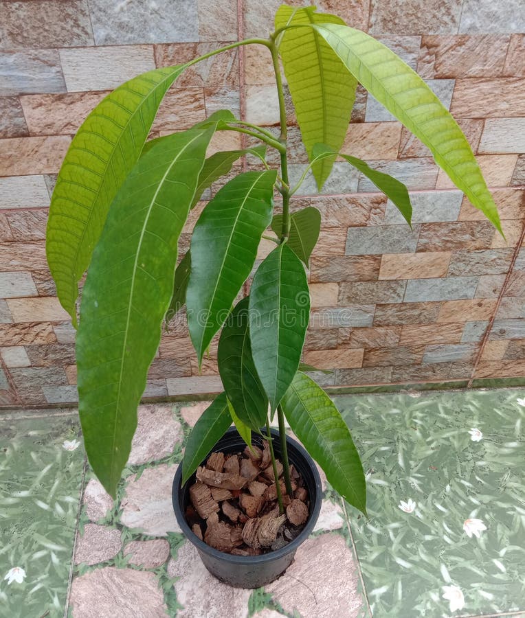 Mango Tree Plan Stock Photos - Free & Royalty-Free Stock Photos from ...