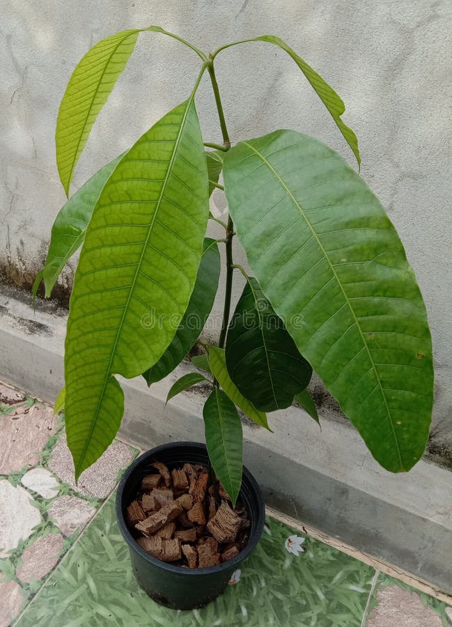 Mango Tree Plan Stock Photos - Free & Royalty-Free Stock Photos from ...